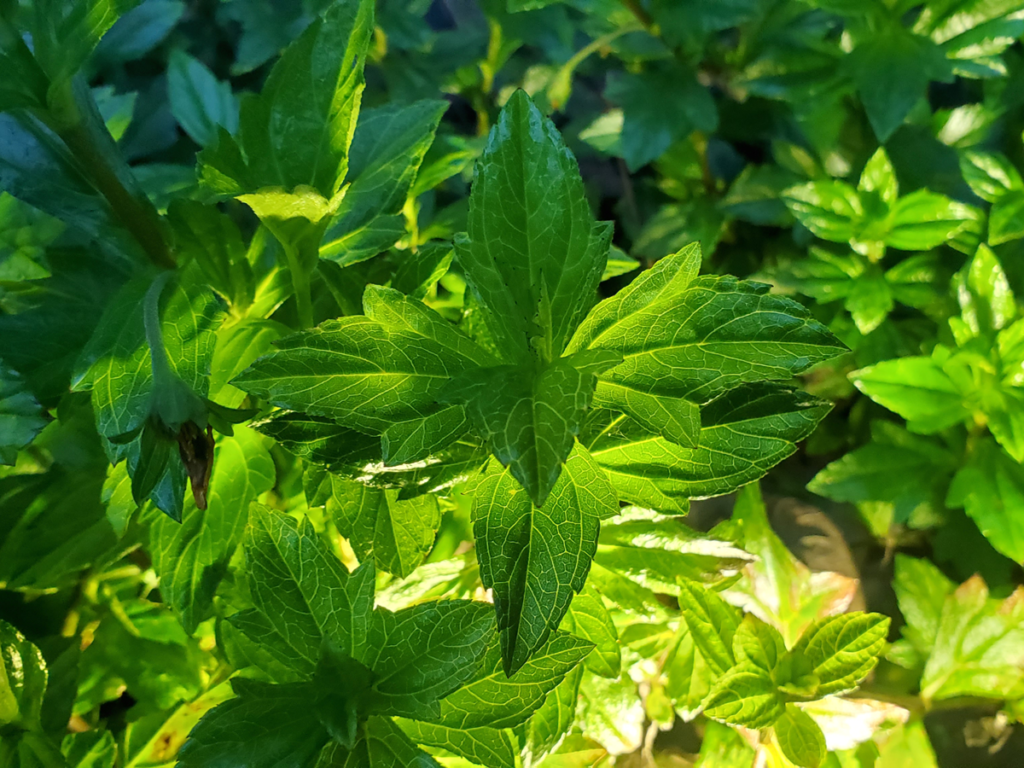 Ashitaba – Nutritional Immunology